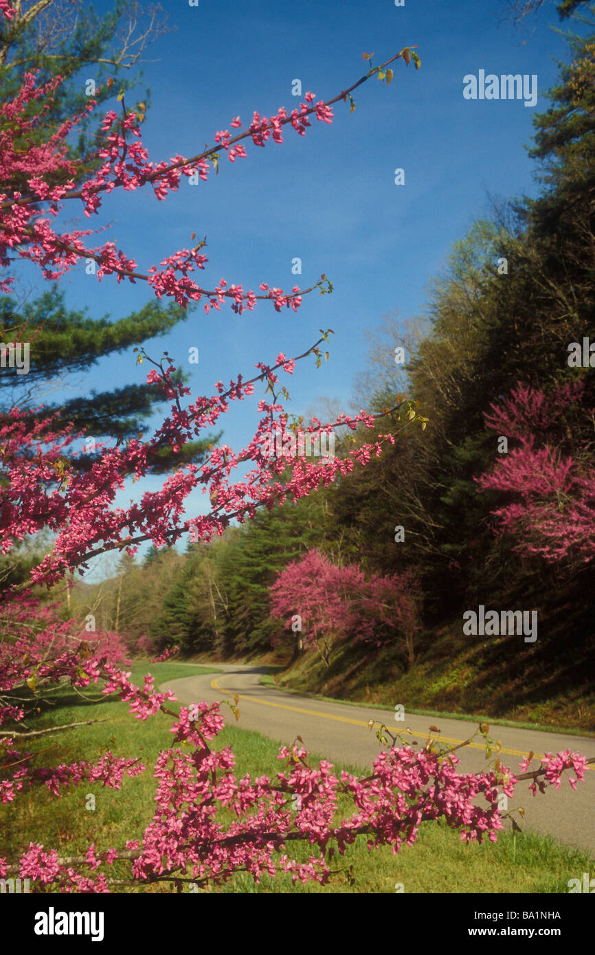 Red bud redbud blue ridge parkway hi-res stock photography and images ...