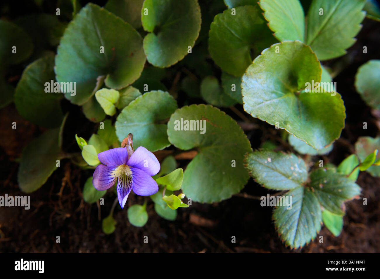 Wild violet flowers virginia usa hi-res stock photography and images ...