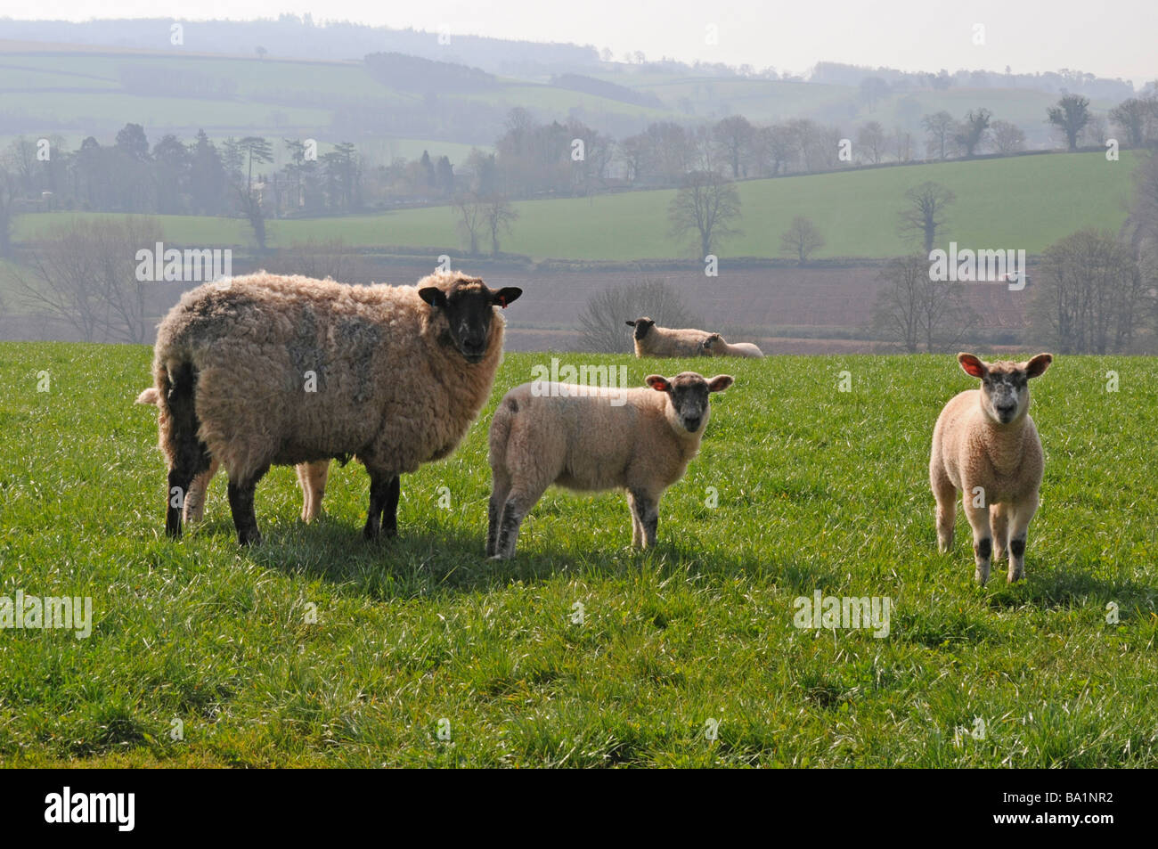 Devon spring green hi-res stock photography and images - Alamy