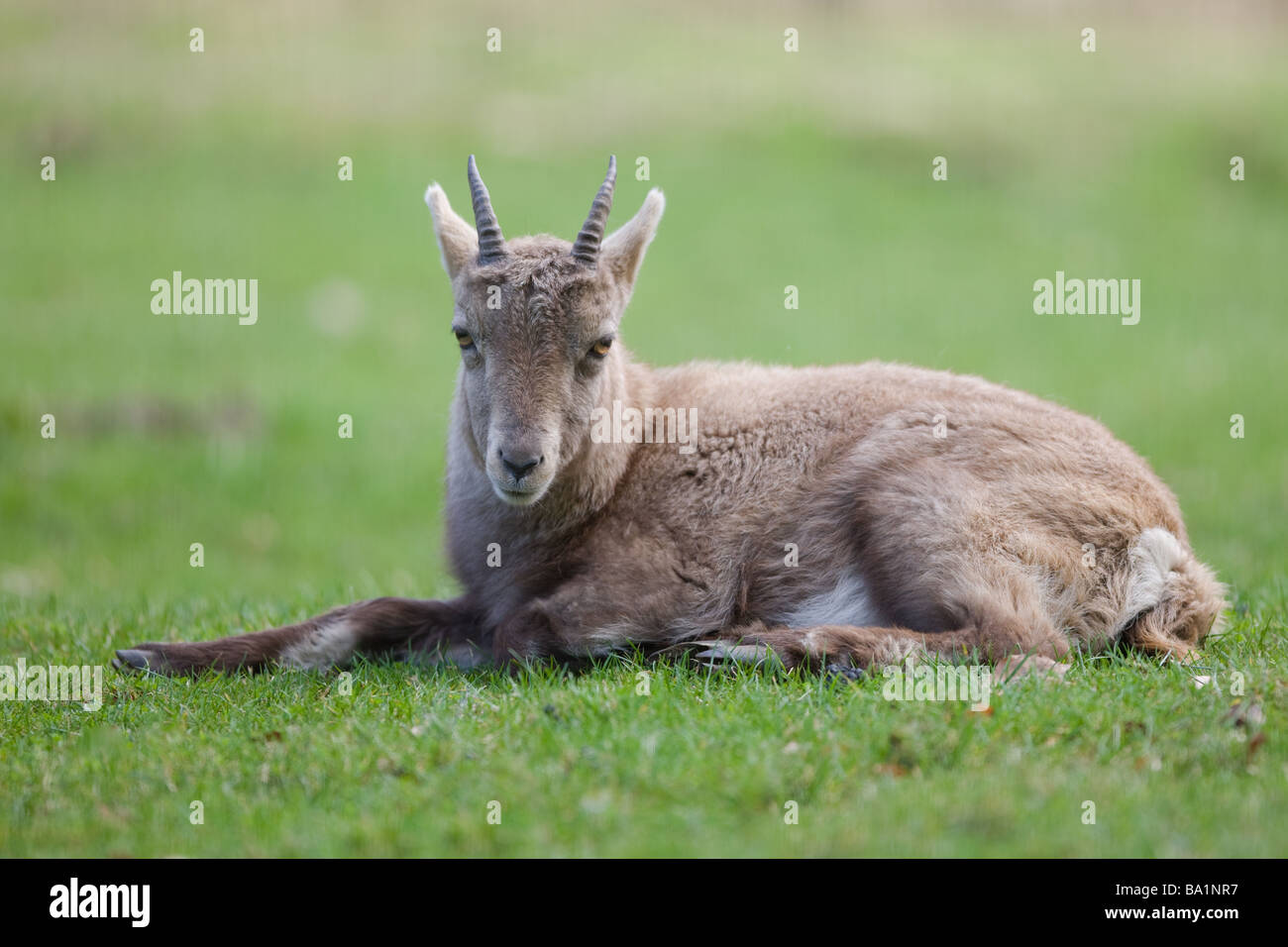 Capra ibex sibirica hi-res stock photography and images - Alamy