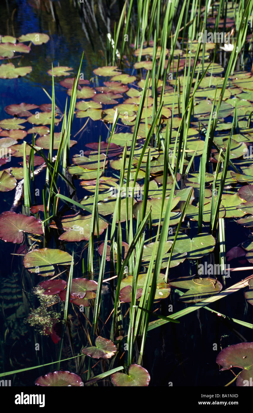Lily Pads Bosherston Lily Ponds, Stackpole Pembrokeshire, Wales Stock ...