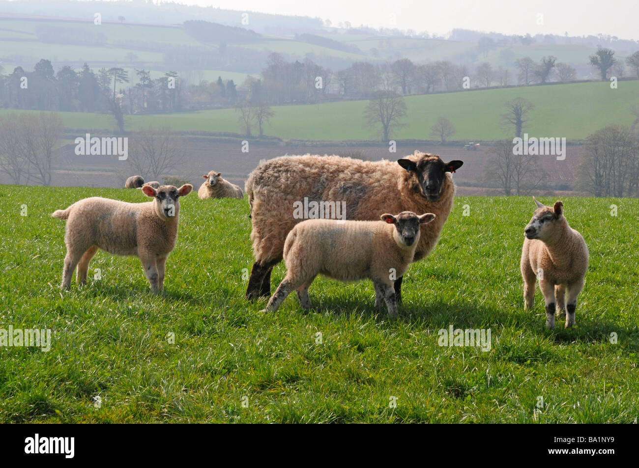 Devon spring sheep hi-res stock photography and images - Alamy