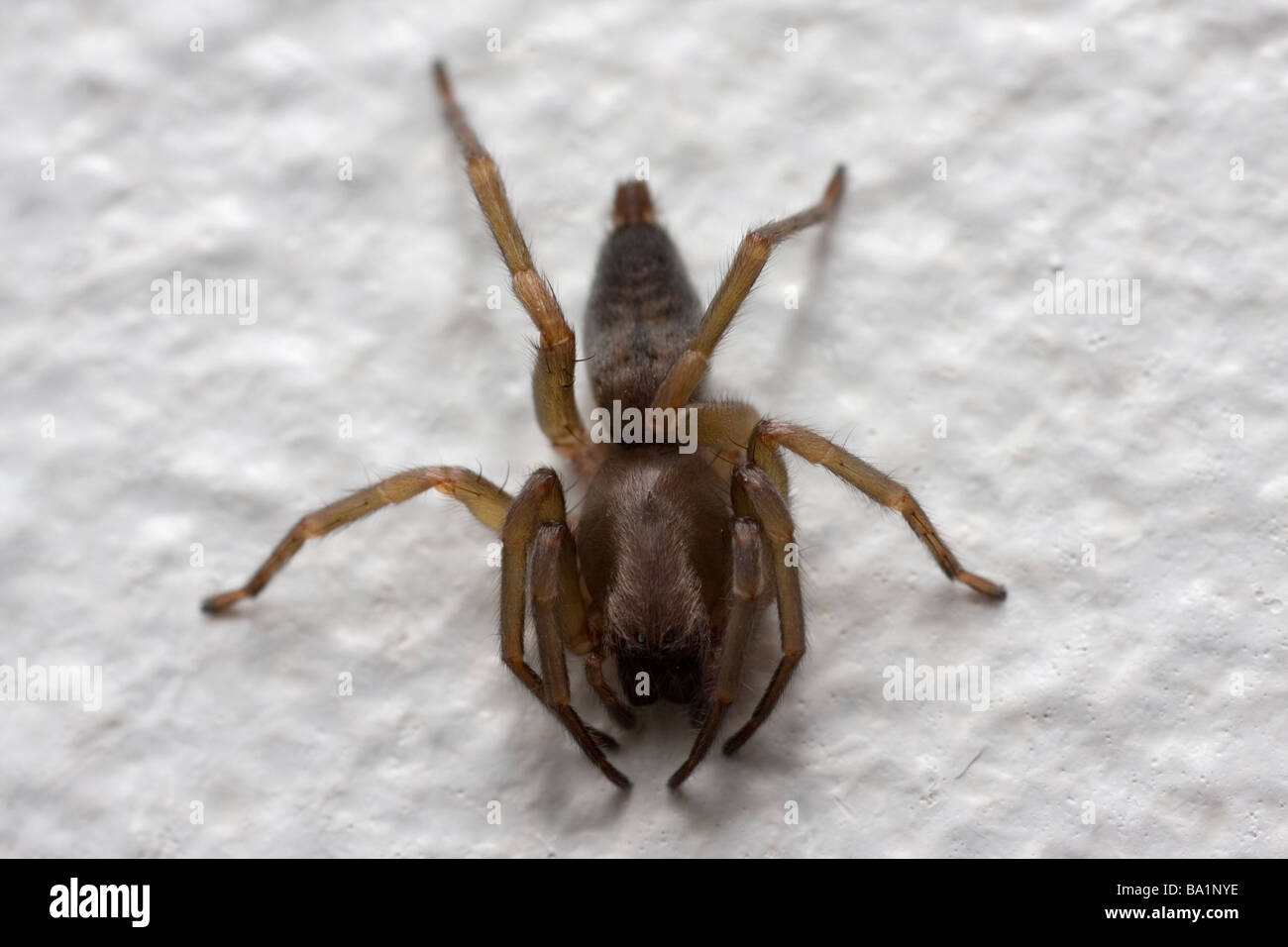 Common House Spider Stock Photo - Alamy