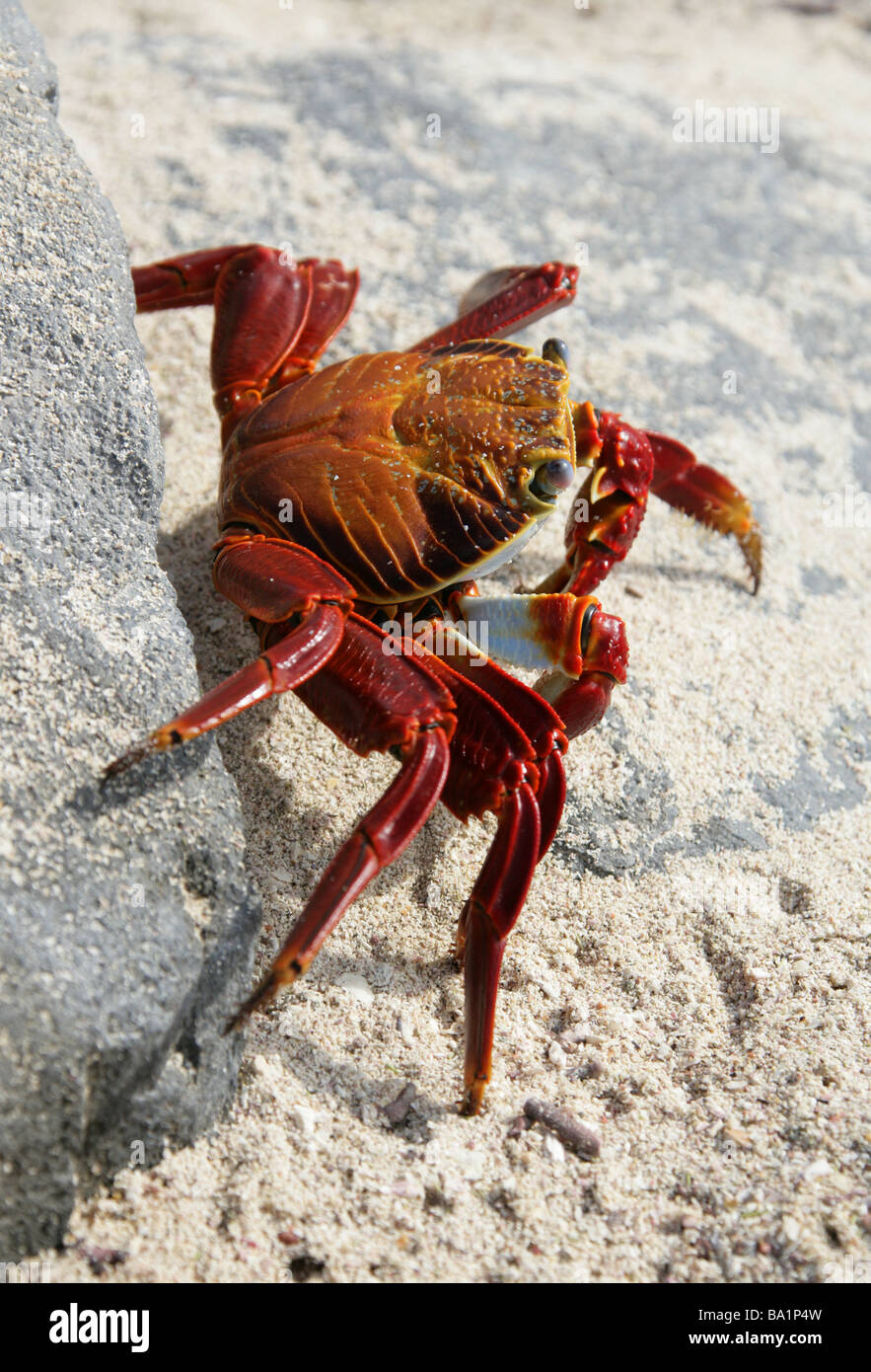 Fauna espanola hi-res stock photography and images - Alamy
