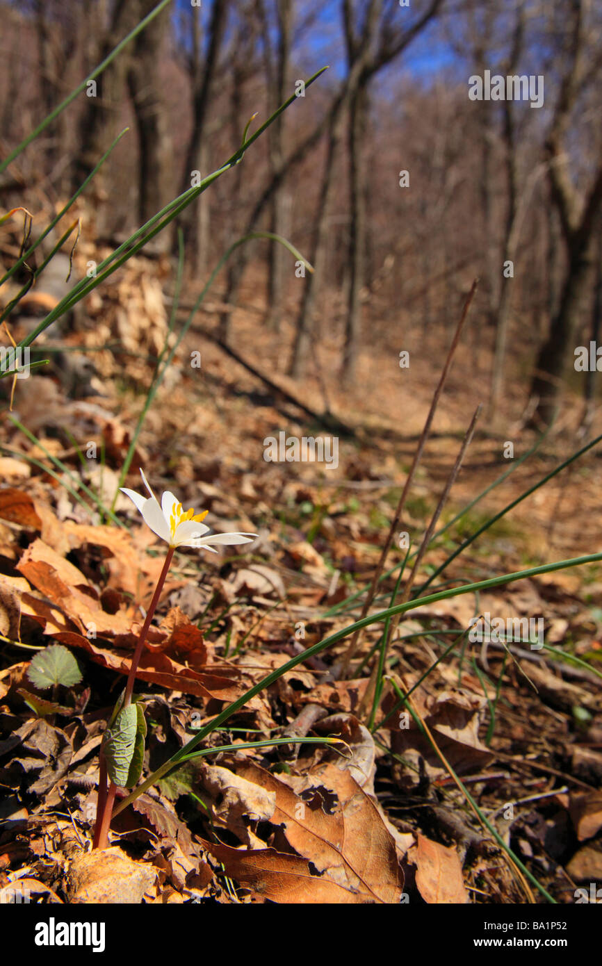 Bloodroot Along Appalachian Trail, Shenandoah National Park, Virginia ...