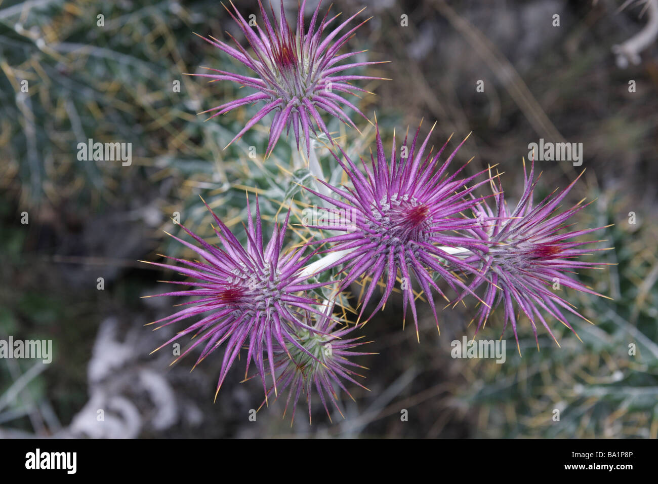 Spiky blossom hi-res stock photography and images - Alamy