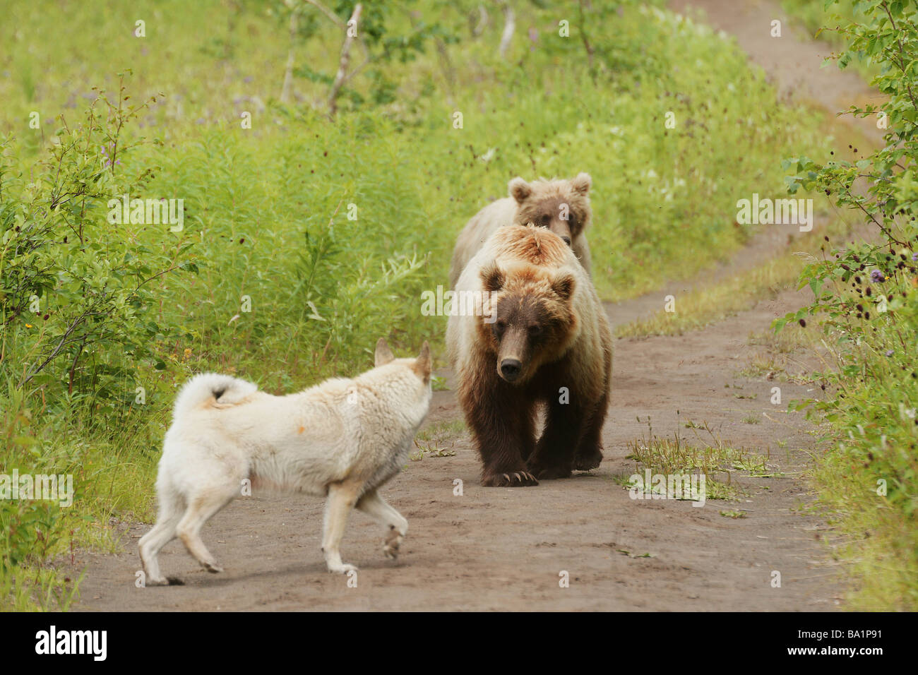 Two bears and dog. (Ursus arctos jeniseensis Stock Photo - Alamy
