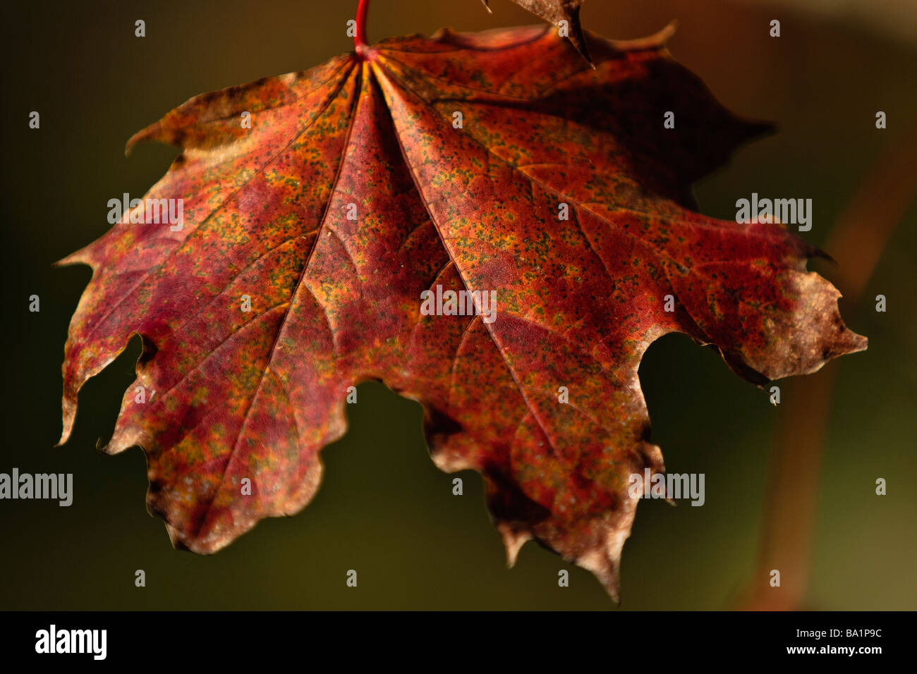 Red maple leaf hi-res stock photography and images - Alamy