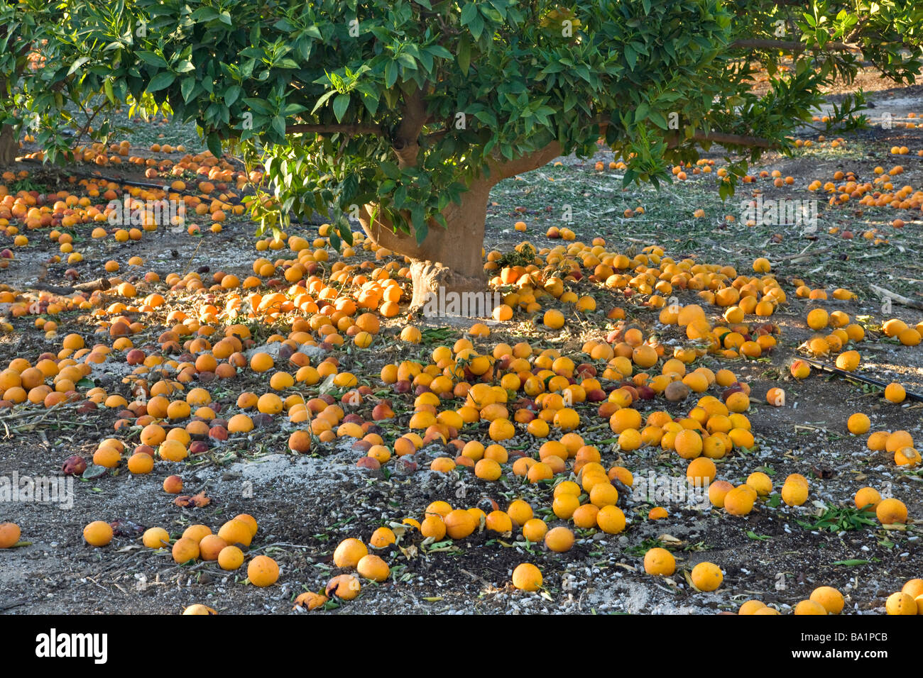 Fallen decaying 'Blood Oranges' under trees Stock Photo - Alamy