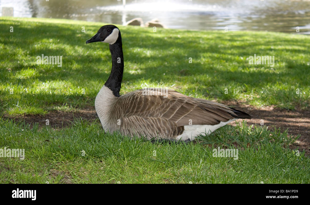 Gander Canada High Resolution Stock Photography and Images - Alamy