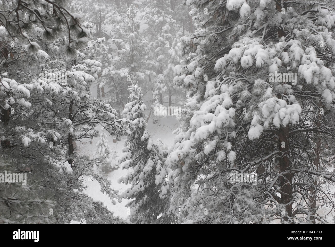 Snow on trees in Colorado Stock Photo - Alamy