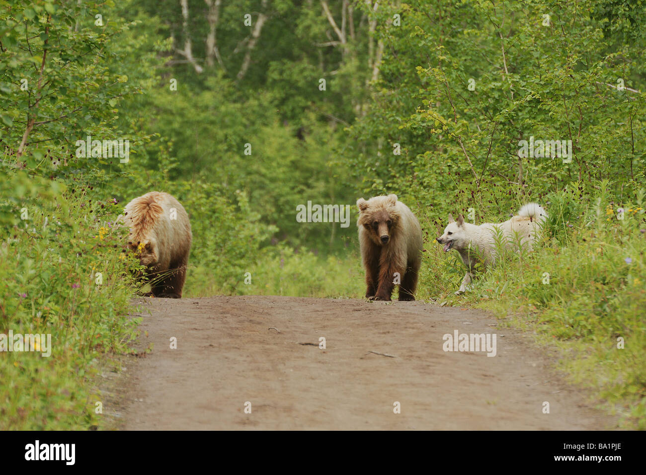 Two bears and dog. (Ursus arctos jeniseensis Stock Photo - Alamy