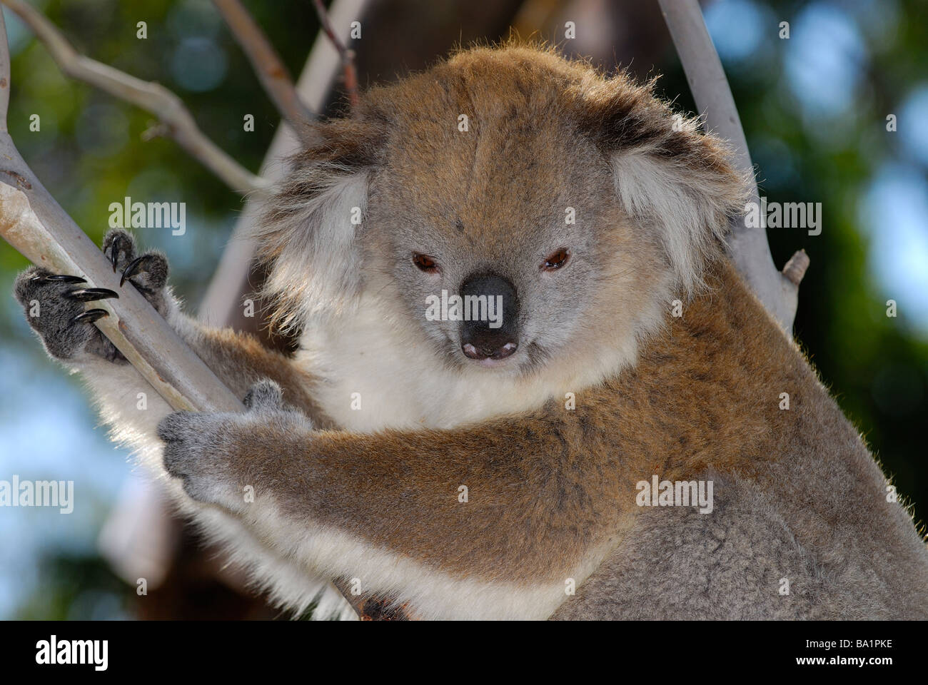 Koala on a tree Stock Photo - Alamy