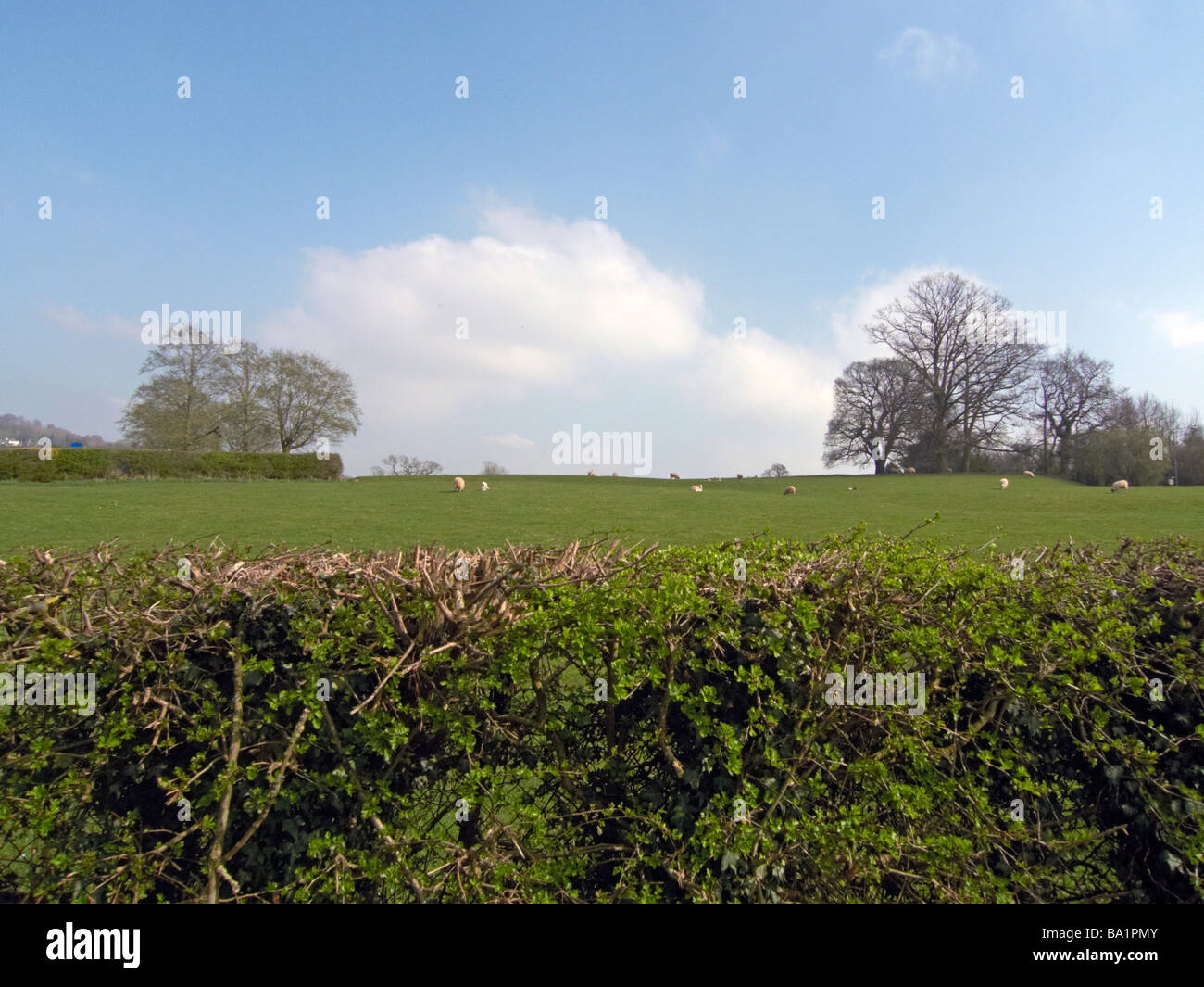 hedge and farm field in herefordshire countryside Stock Photo - Alamy