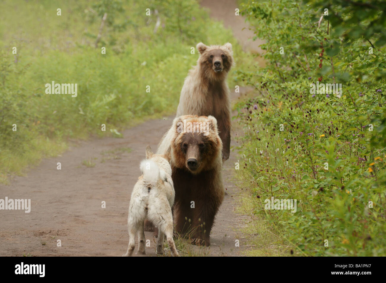 Two bears and dog. (Ursus arctos jeniseensis Stock Photo - Alamy
