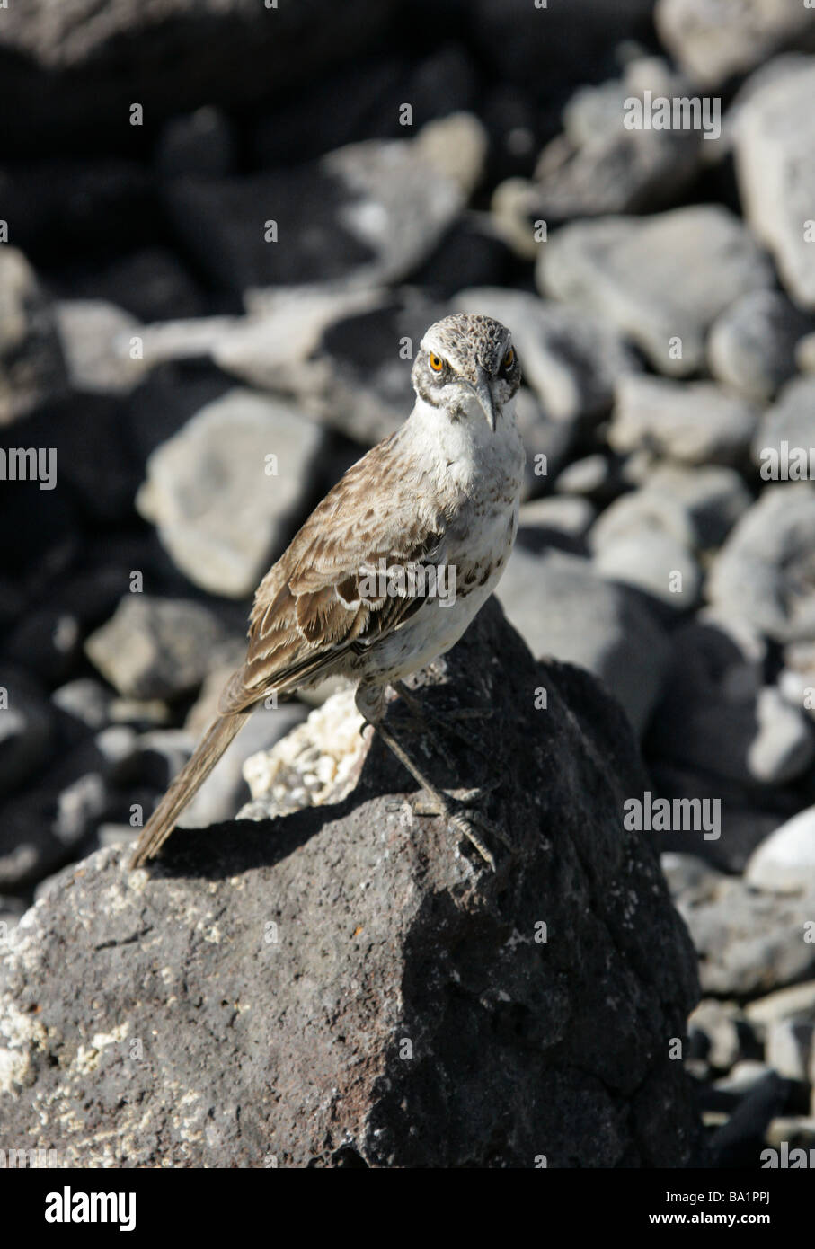 Bird hood mockingbird ecuador hi-res stock photography and images - Alamy