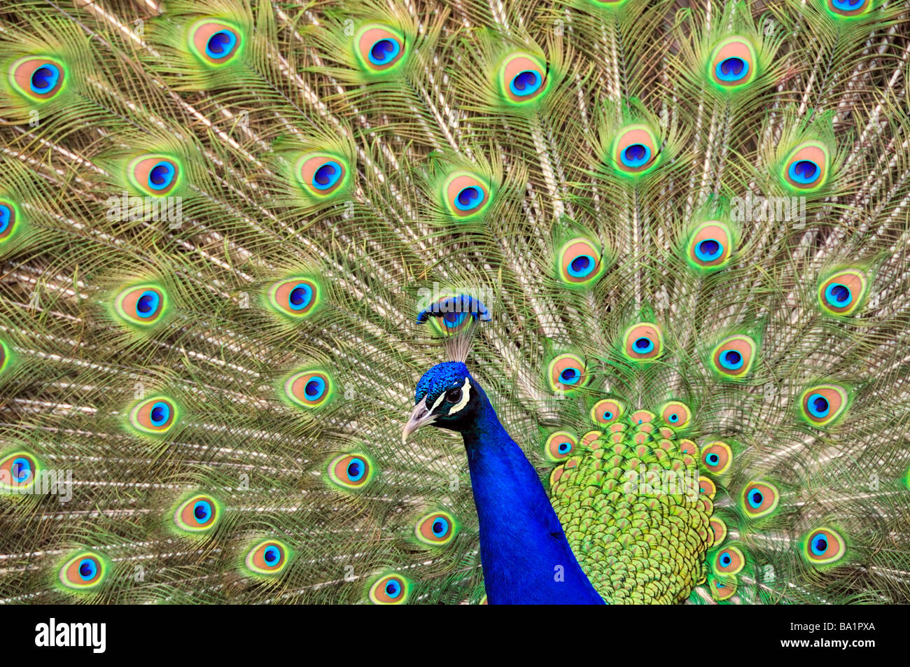 Peacock Motif High Resolution Stock Photography and Images - Alamy