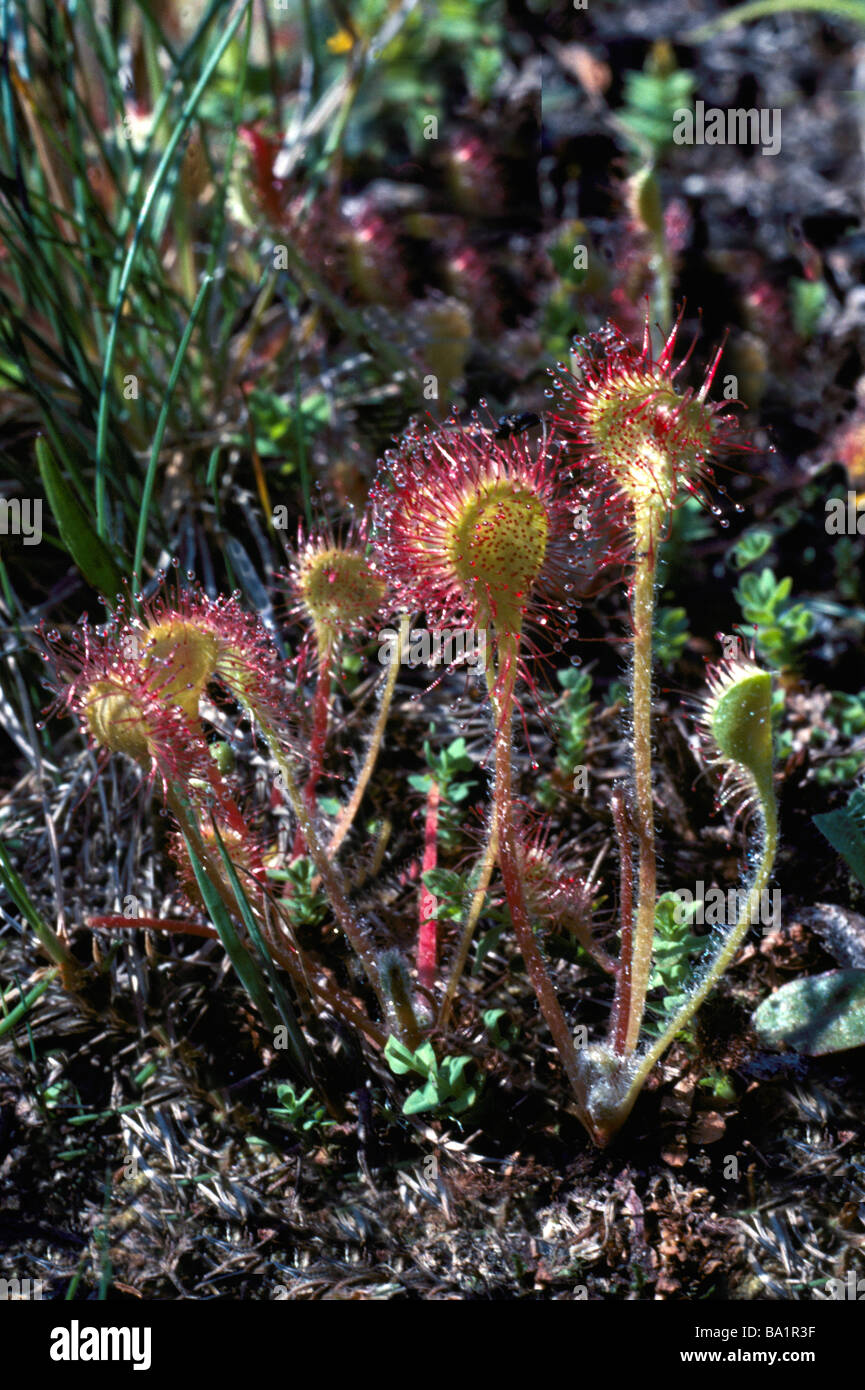 Round Leaved Sundew aka Common Sundew (Drosera rotundifolia) - Northern ...