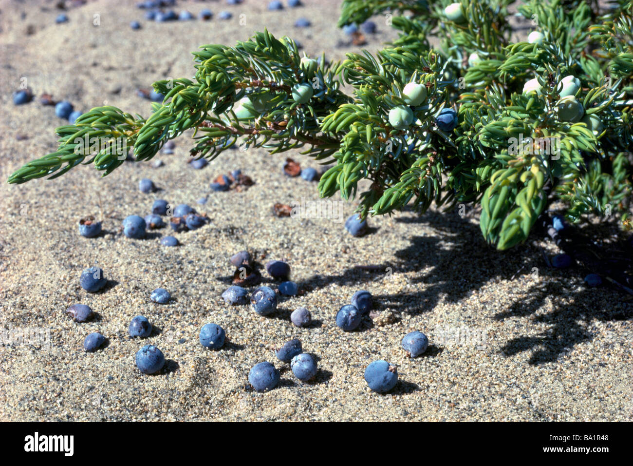 Dwarf Juniper aka Common Juniper (Juniperus communis) Shrub with ...