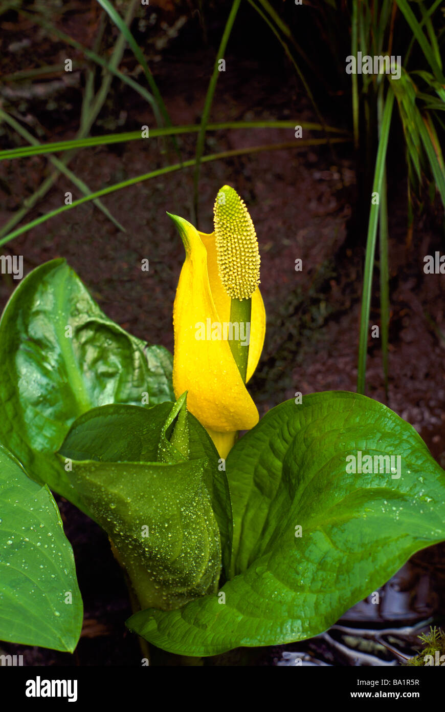 Western Skunk Cabbage (Lysichiton americanus) aka Yellow Skunk Cabbage ...