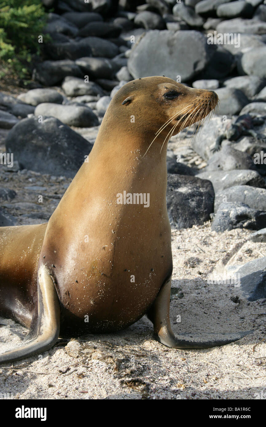 Otariidae hi-res stock photography and images - Alamy