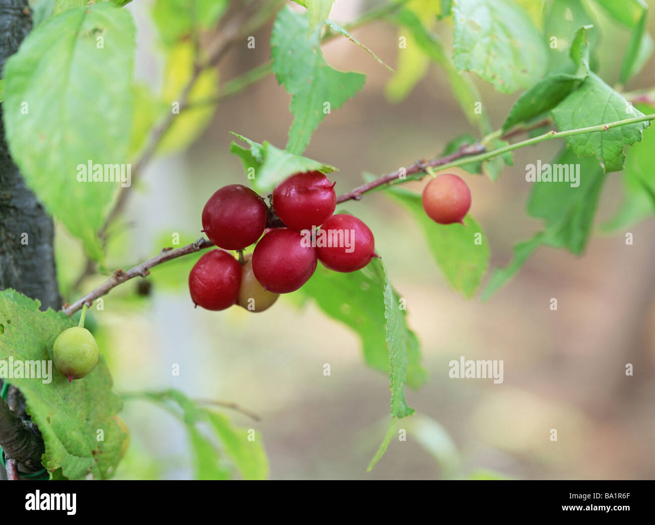 Red berries on japanese plant hi-res stock photography and images - Alamy