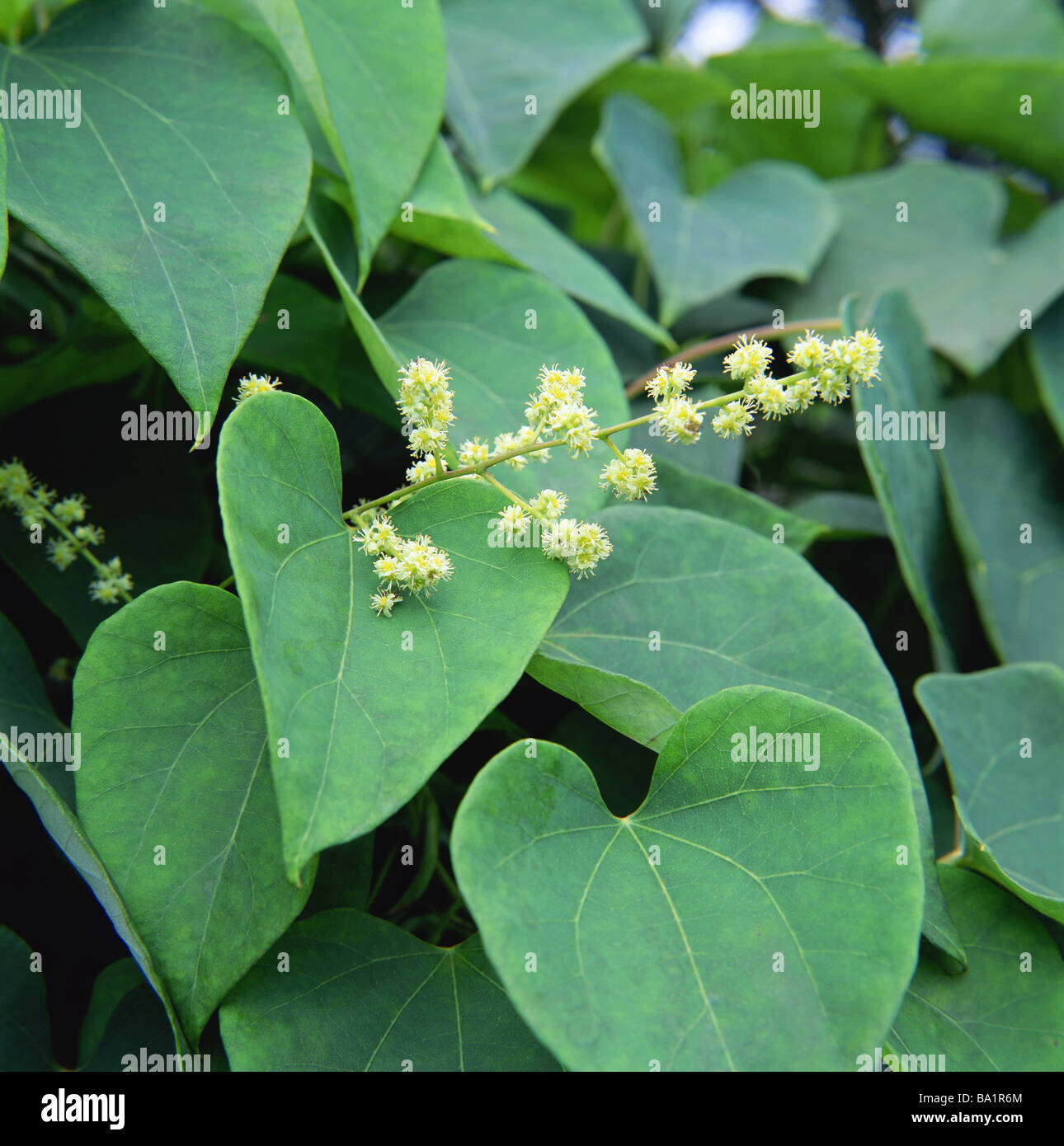 Chinese moonseed hi-res stock photography and images - Alamy