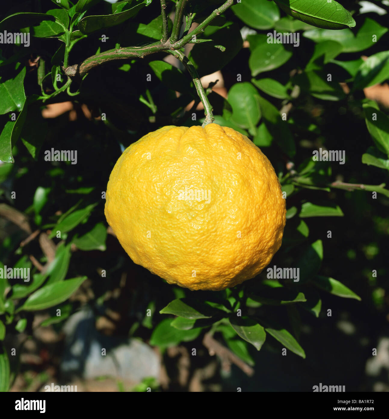 Yellow Yuzu Citron Growing on Tree Stock Photo - Alamy