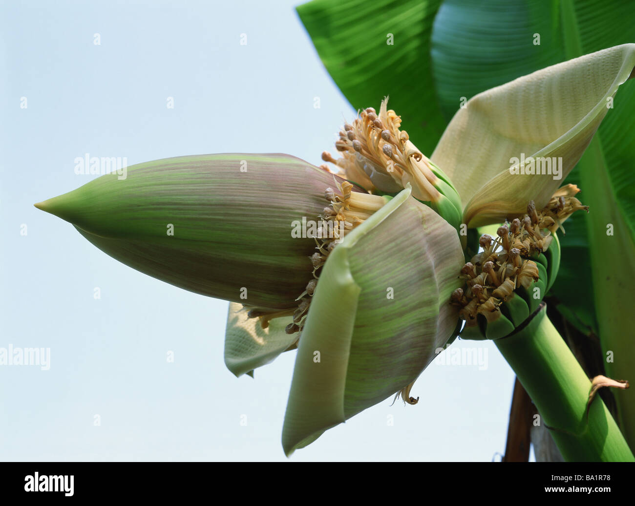 Musa basjoo banana tree hi-res stock photography and images - Alamy