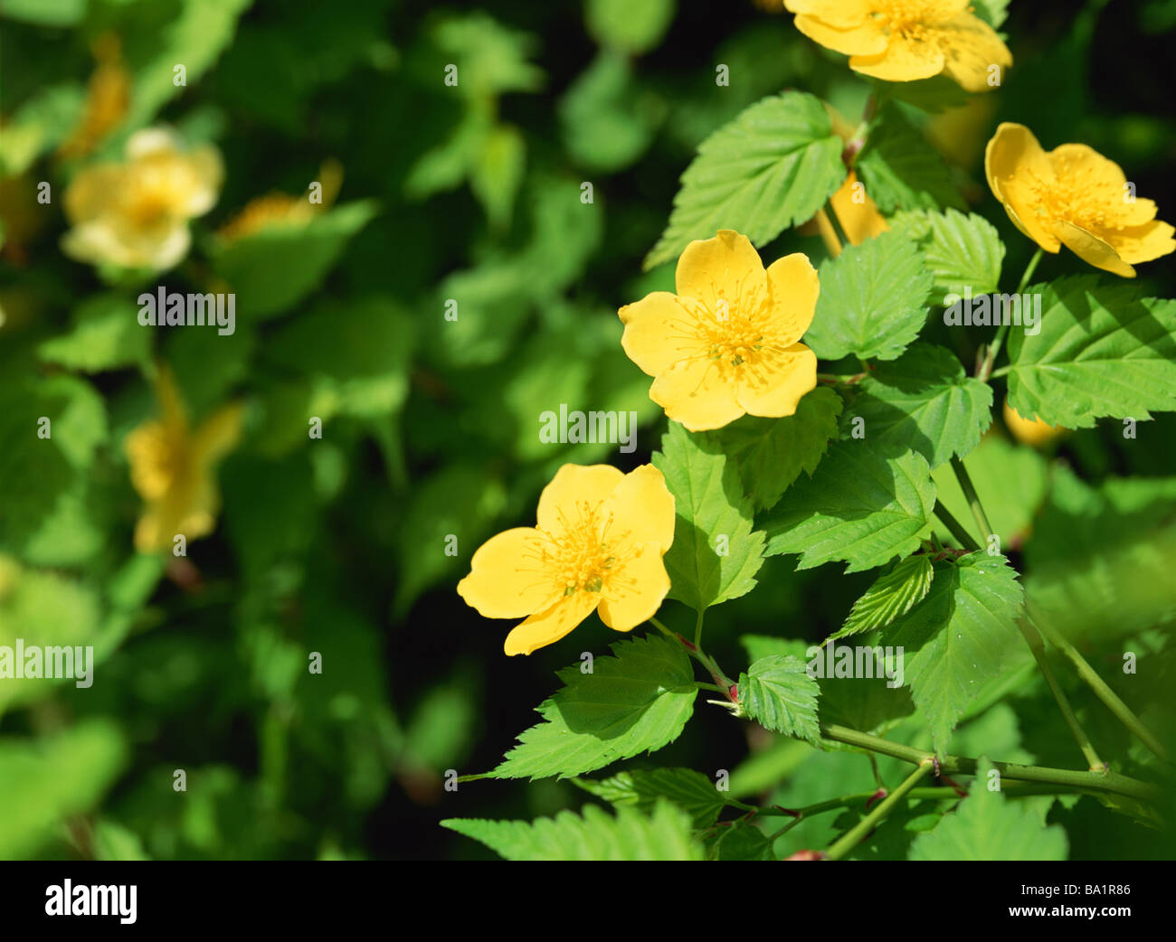 Kerria Japonica Flowers Stock Photo - Alamy