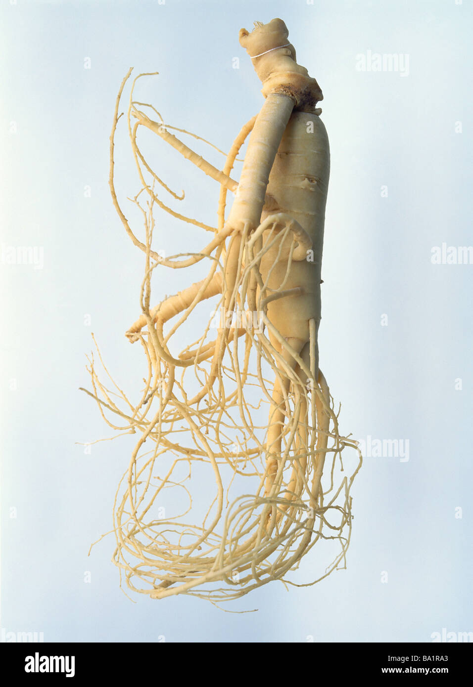 Panax hi-res stock photography and images - Alamy