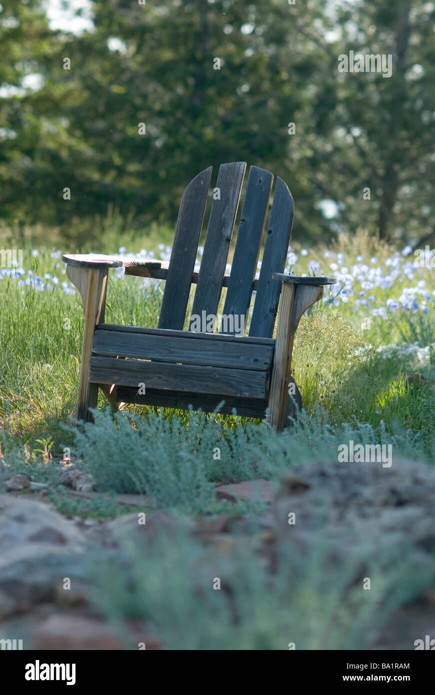 Adirondack wildflowers hi-res stock photography and images - Alamy