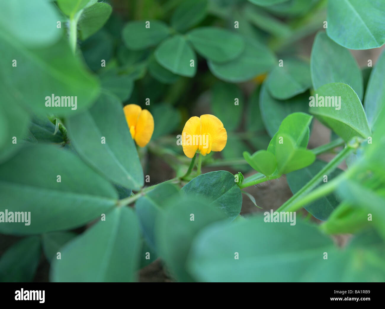 Peanut garden hi-res stock photography and images - Alamy