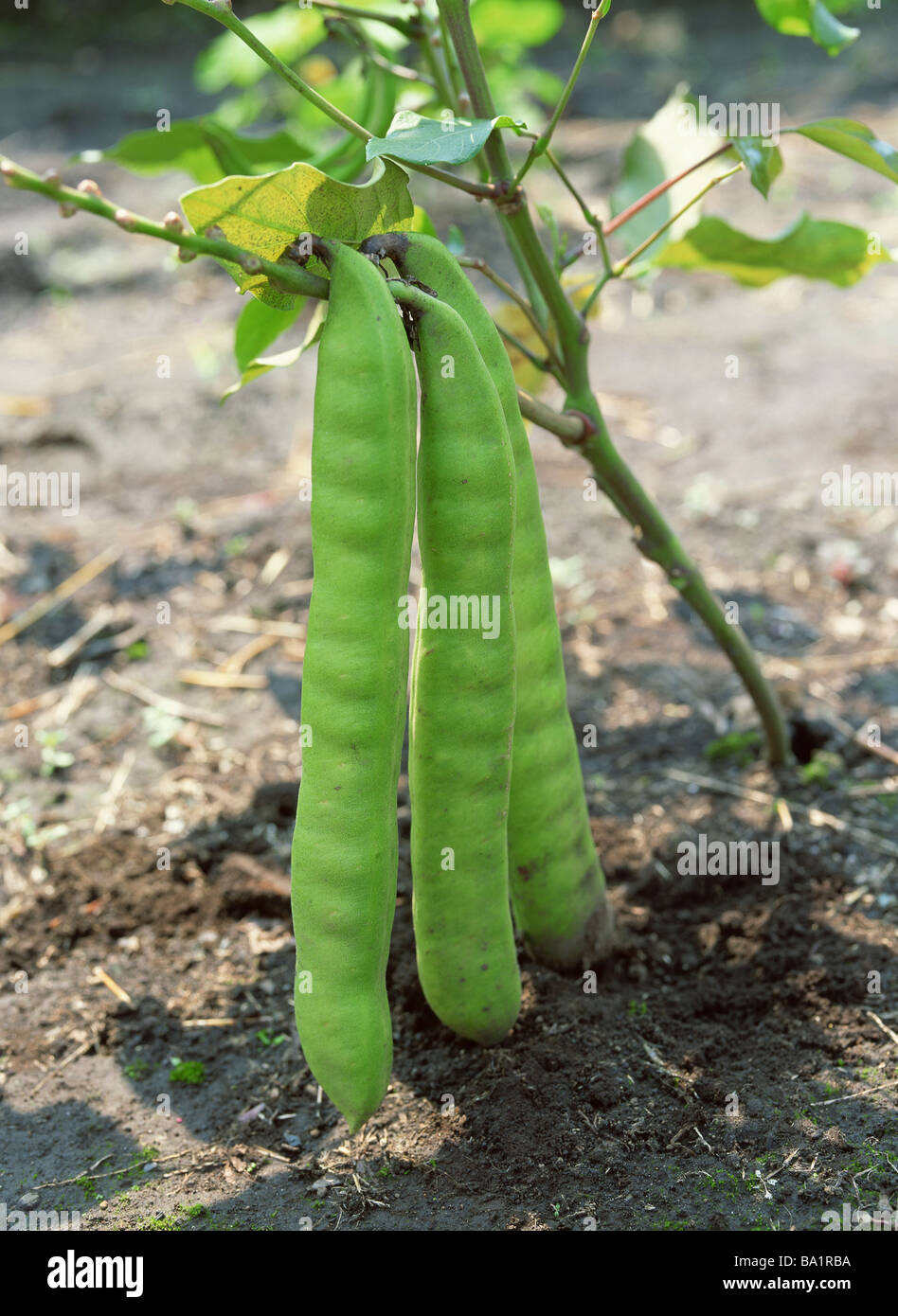 Sword Bean Growing in Field Stock Photo - Alamy