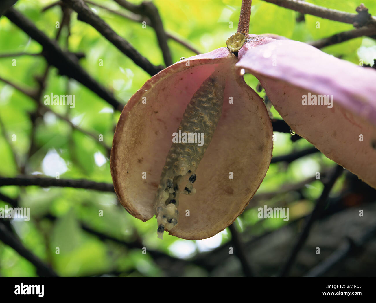Akebia quinata seeds hi-res stock photography and images - Alamy