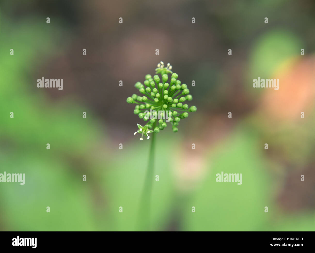 Ginseng Plant Growing with Flowers Stock Photo - Alamy