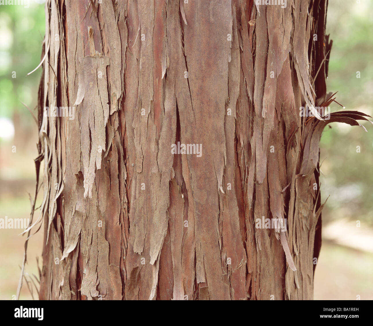 Bark of Cypress Tree Stock Photo - Alamy
