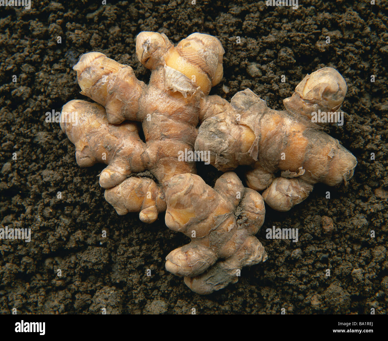 Turmeric roots soil hi-res stock photography and images - Alamy