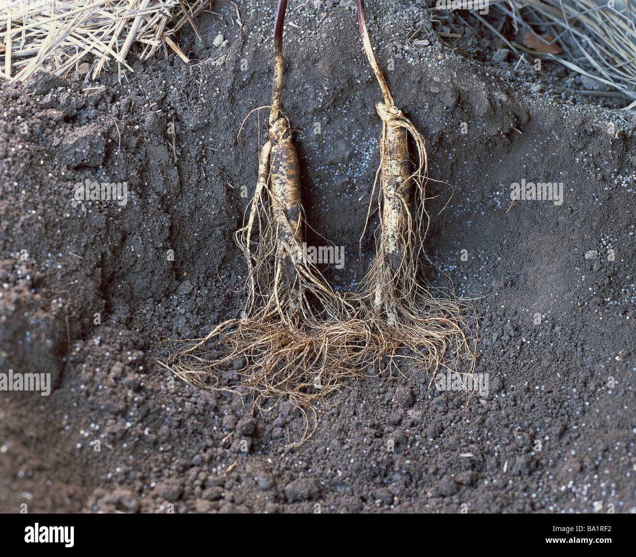 Root of Ginseng Plant Stock Photo - Alamy