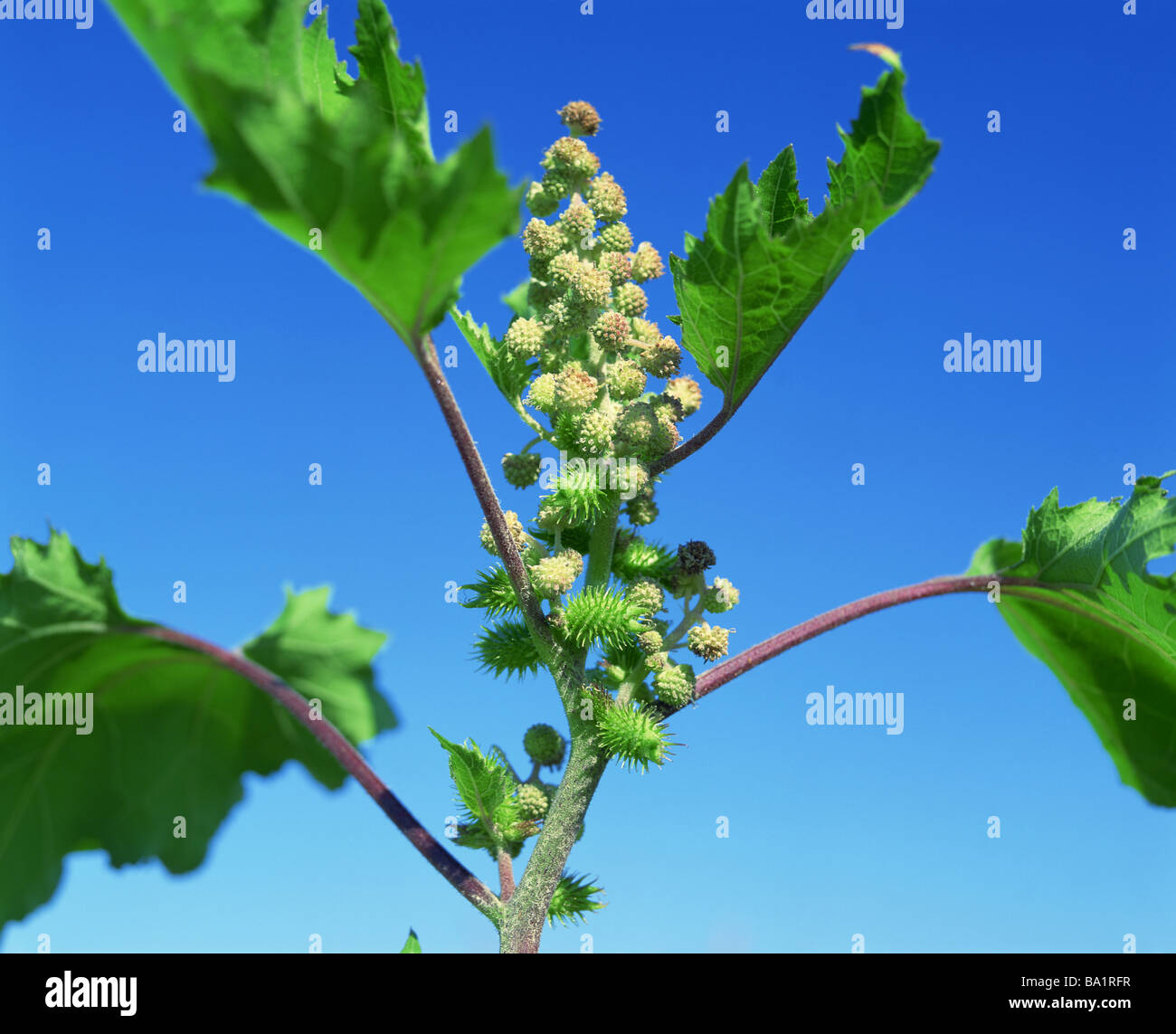 Cocklebur plant hi-res stock photography and images - Alamy