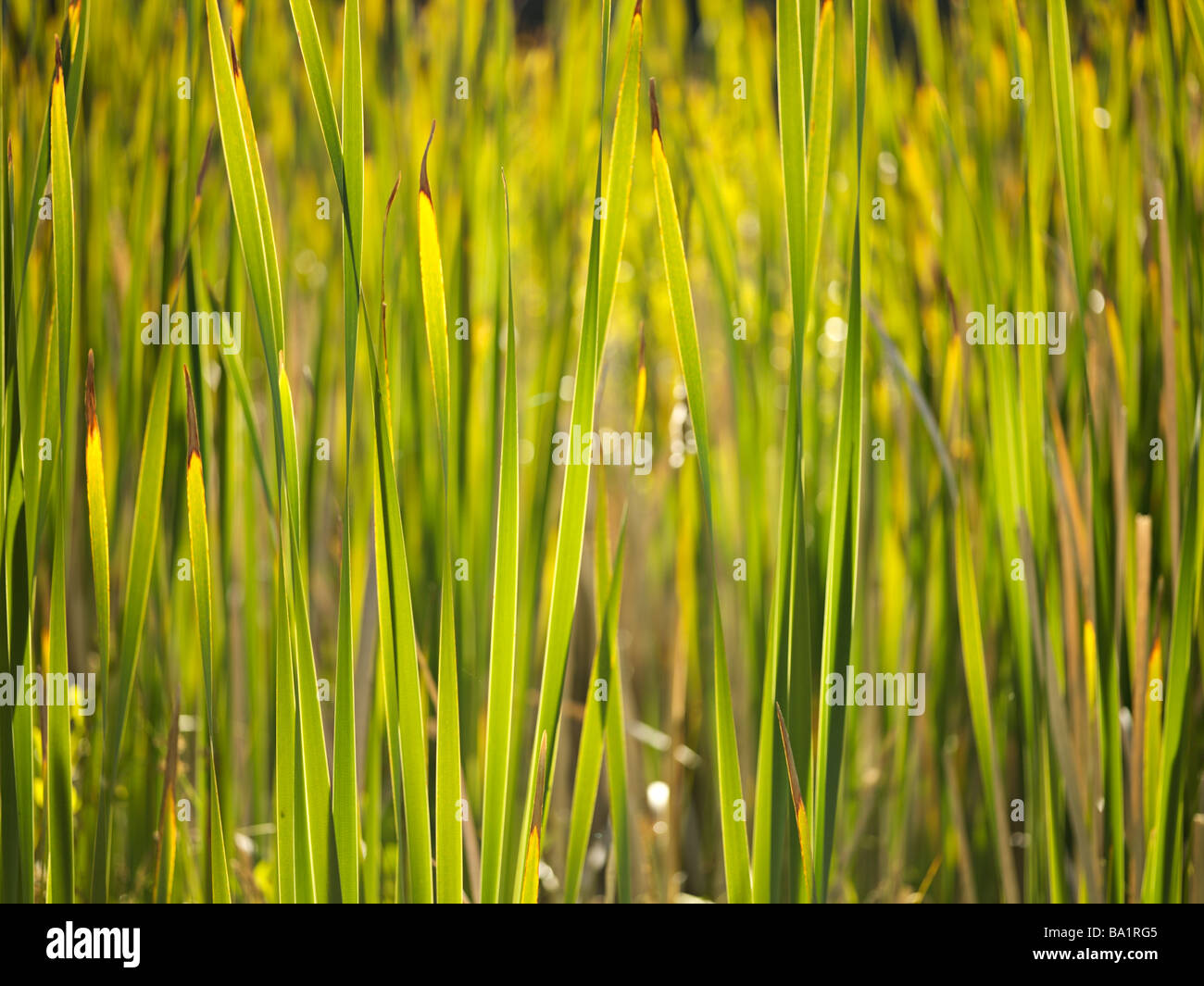 Reeds and hiking hi-res stock photography and images - Alamy