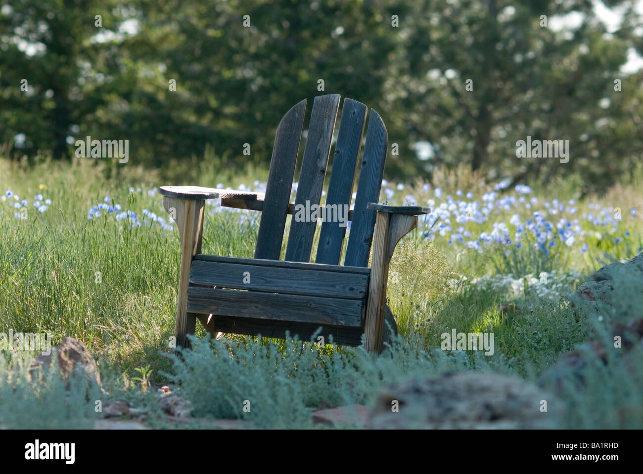 Adirondack wildflowers hi-res stock photography and images - Alamy