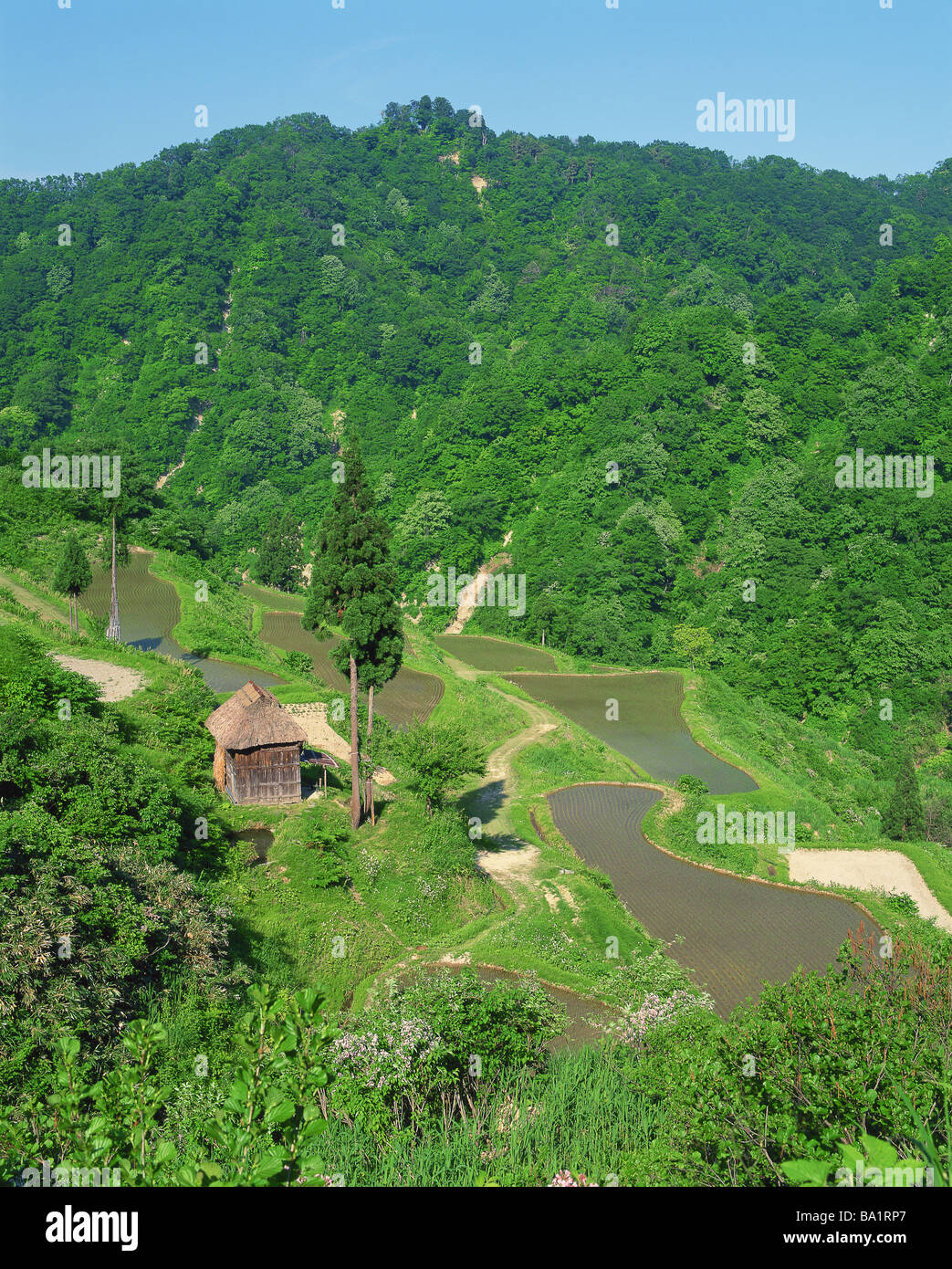 Rice Field in Niigata Prefecture Stock Photo - Alamy