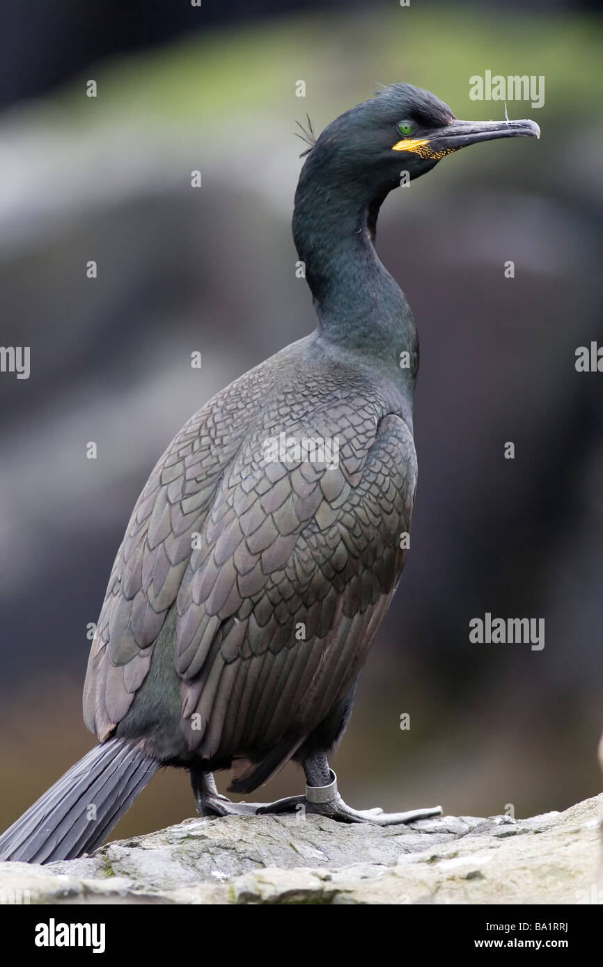 Ca marangone hi-res stock photography and images - Alamy