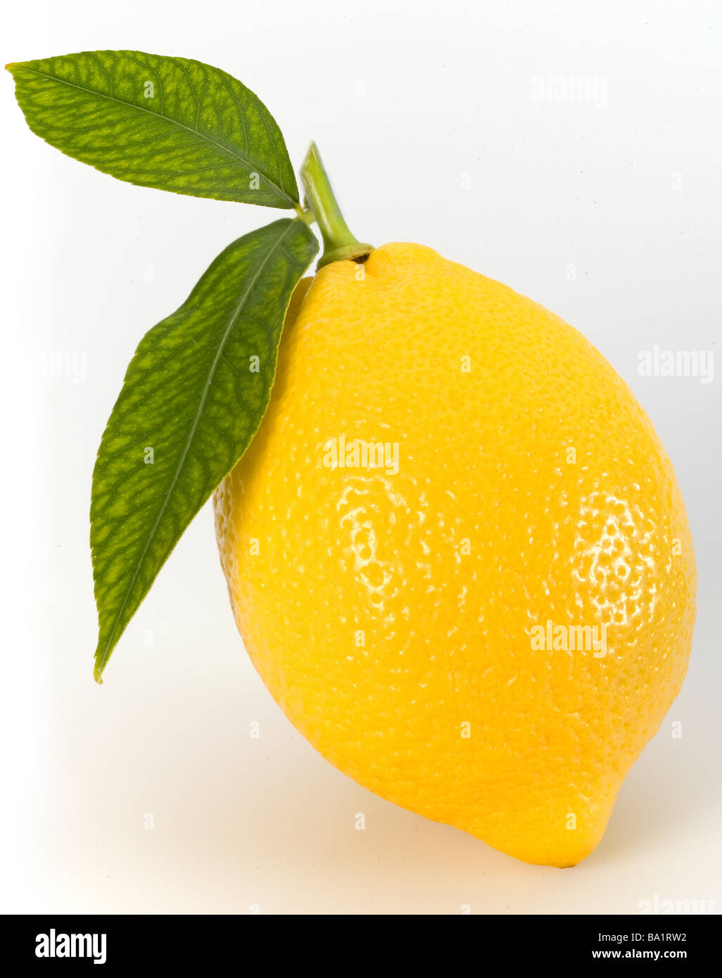 Lemon with two leaves Stock Photo - Alamy
