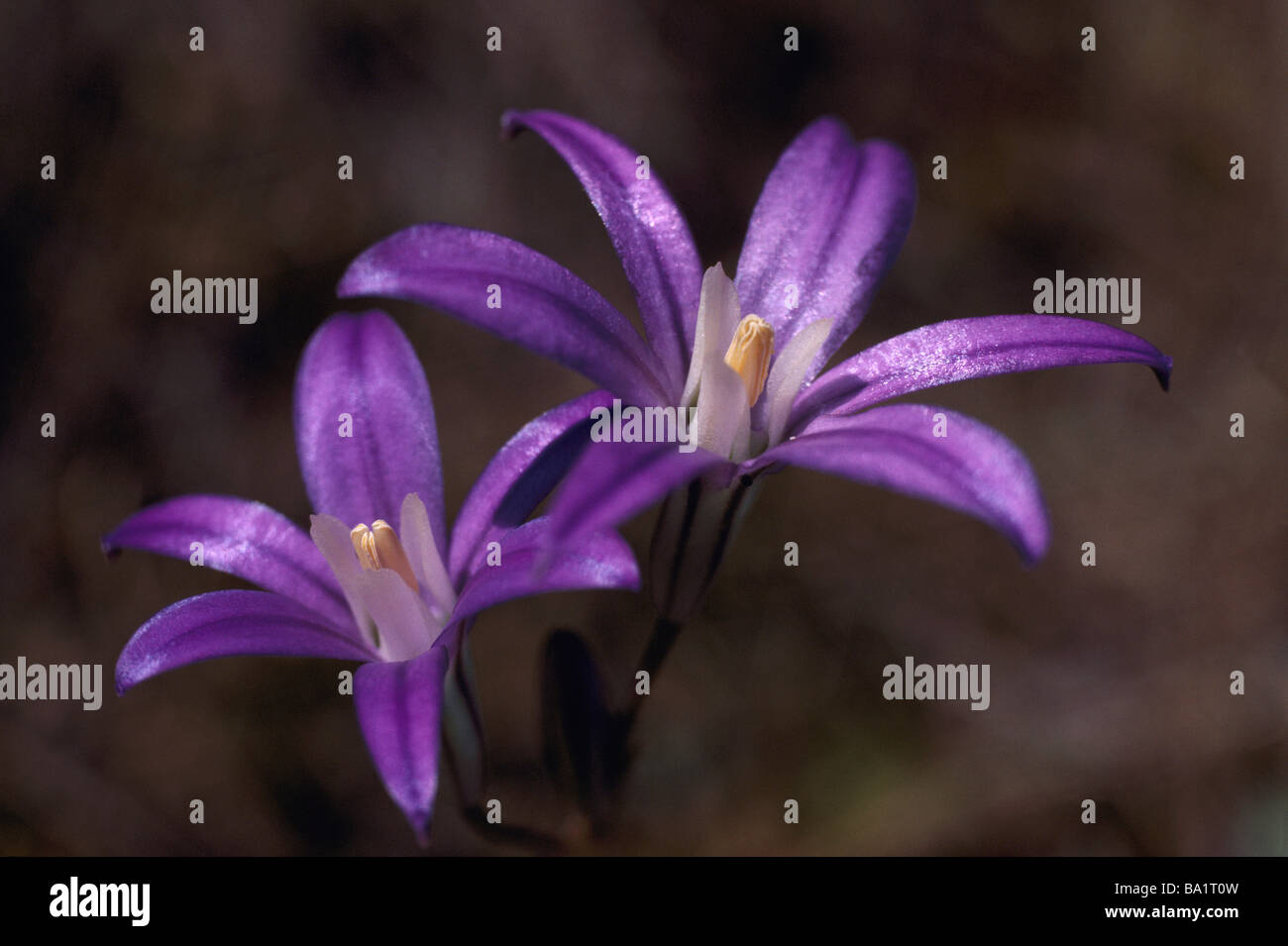Harvest Brodiaea aka Crown Brodiaea (Brodiaea coronaria) Wildflower in ...