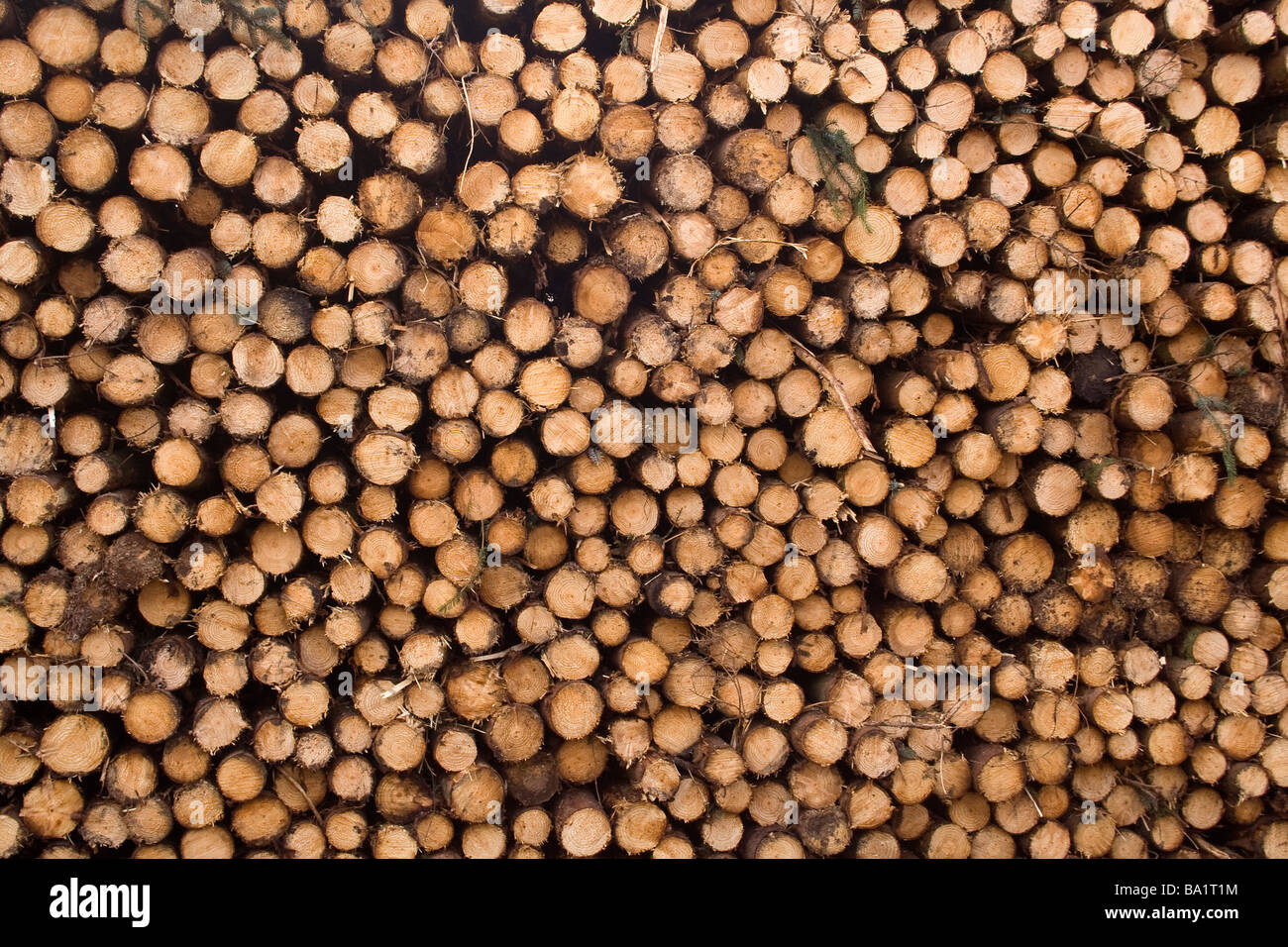 Scottish timber log stack Stock Photo - Alamy
