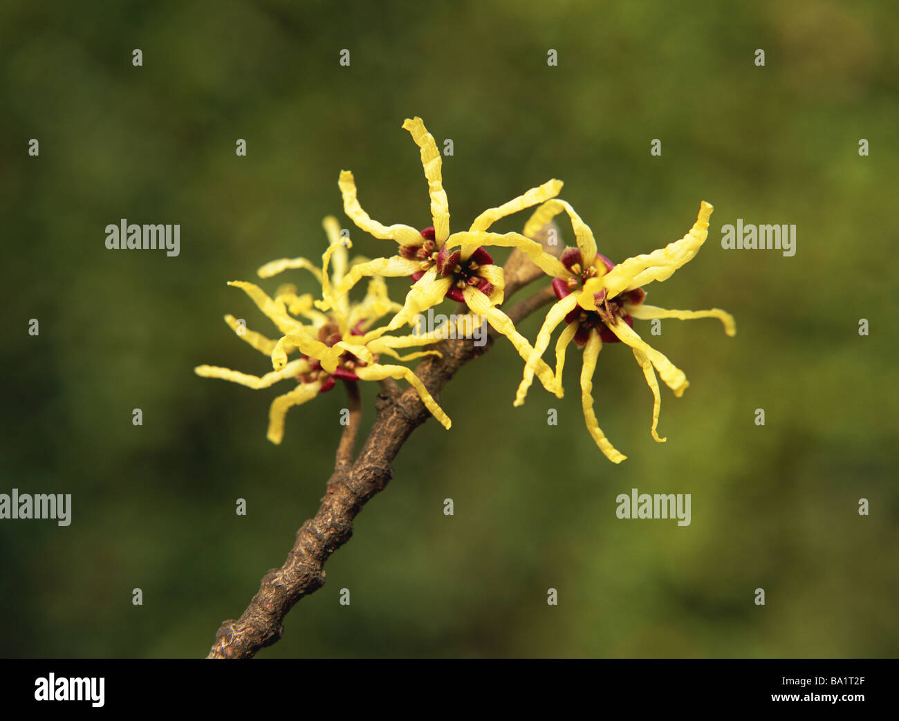 Yellow Fragrant Flowers of Witch Hazel Stock Photo - Alamy