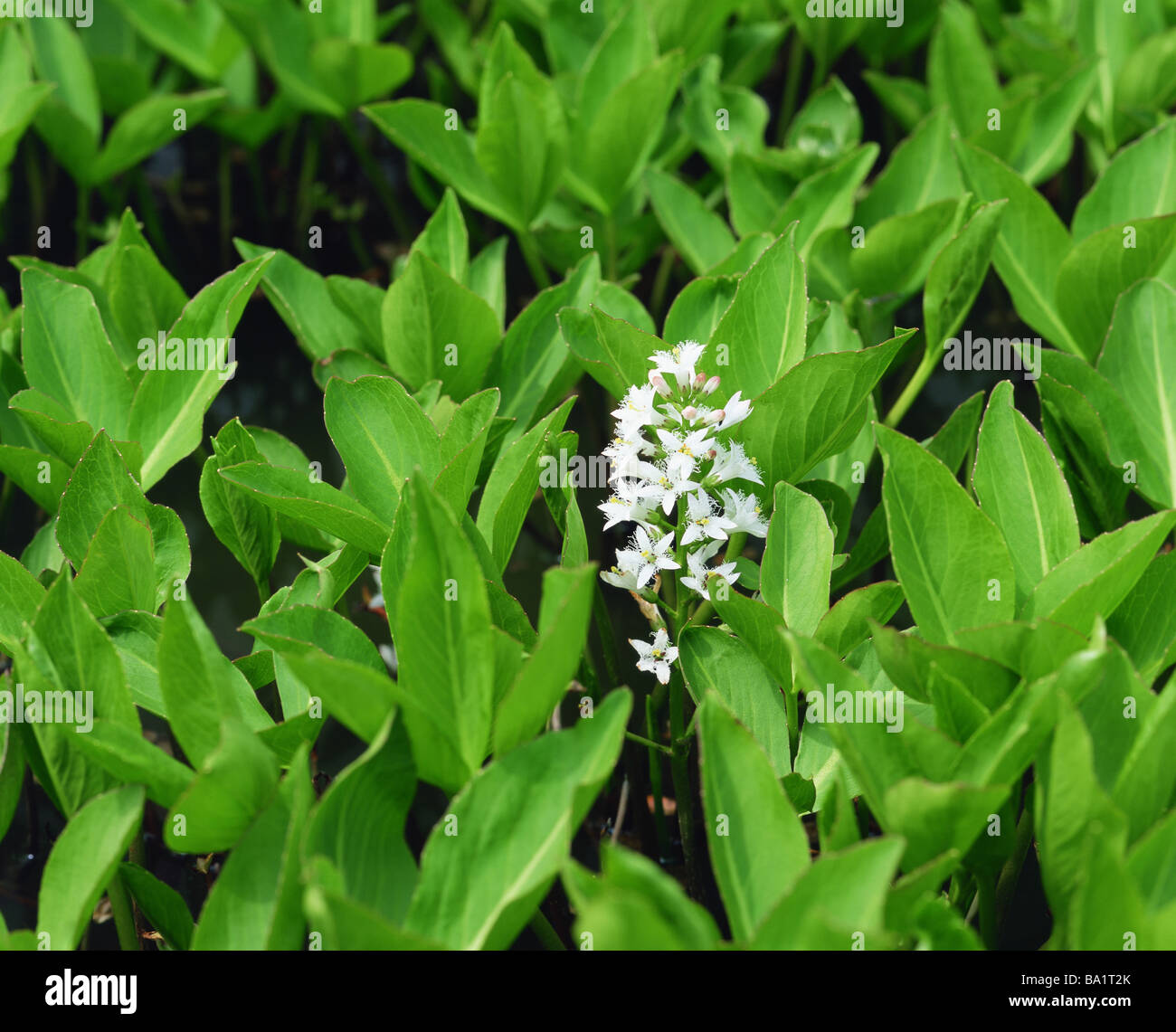 Buckbean marsh trefoil water shamrock hi-res stock photography and ...