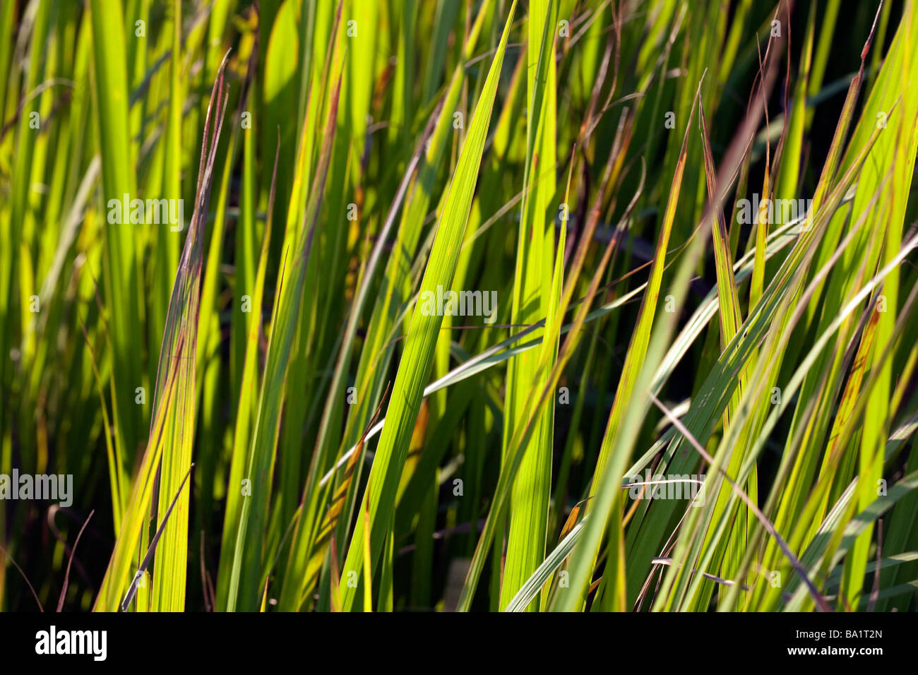 Red tips hi-res stock photography and images - Alamy